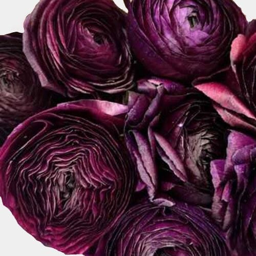 Burgundy Ranunculus Flower - Wholesale - Blooms By The Box