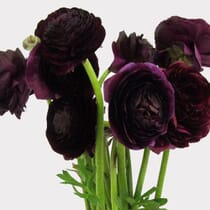 Burgundy Ranunculus Flower - Wholesale - Blooms By The Box