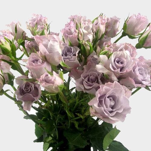 Spray Rose Lavender - Wholesale - Blooms By The Box