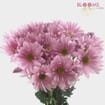 Pompon Daisy Lavender Flowers - Wholesale - Blooms By The Box