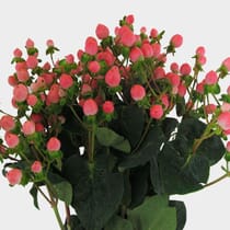Hypericum Pink - Wholesale - Blooms By The Box