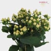 Hypericum White Flowers - Wholesale - Blooms By The Box