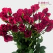 Spray Rose Hot Pink - Wholesale - Blooms By The Box