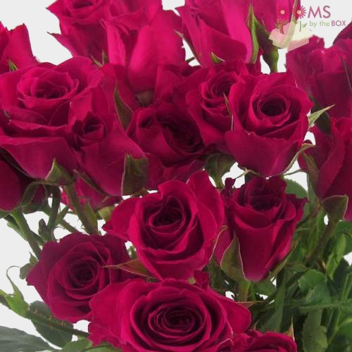 Spray Rose Hot Pink - Wholesale - Blooms By The Box