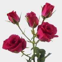 Spray Rose Hot Pink - Wholesale - Blooms By The Box
