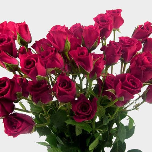 Spray Rose Hot Pink - Wholesale - Blooms By The Box