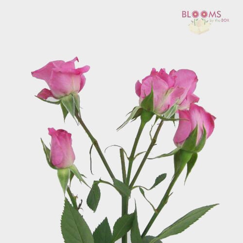 Spray Rose Chablis - Wholesale - Blooms By The Box