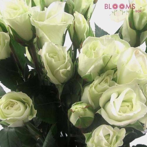 Spray Rose White - Wholesale - Blooms By The Box