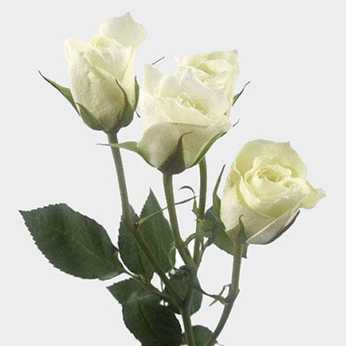 Spray Rose White Majolica - Wholesale - Blooms By The Box
