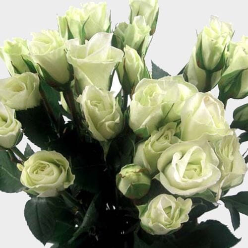 Spray Rose White - Wholesale - Blooms By The Box