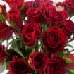 Spray Rose Red - Wholesale - Blooms By The Box