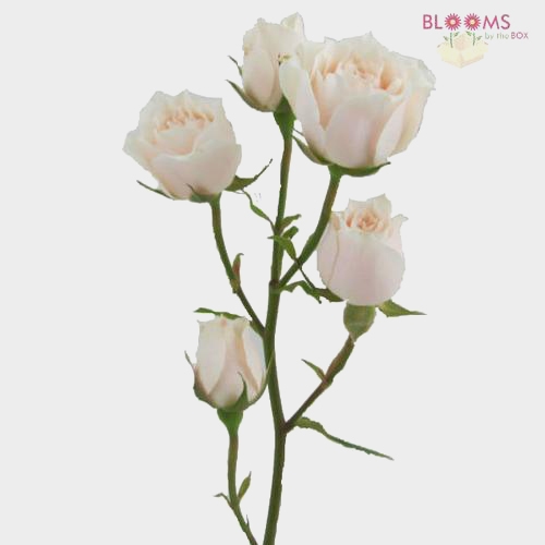 Spray Rose White Majolica - Wholesale - Blooms By The Box Spray Rose White Majolica - Wholesale - Blooms By The Box