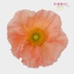 Assorted Hybrid Poppy (12 Bunches) - Wholesale - Blooms By The Box