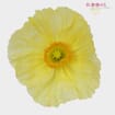 Assorted Hybrid Poppy (12 Bunches) - Wholesale - Blooms By The Box