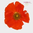 Assorted Hybrid Poppy (12 Bunches) - Wholesale - Blooms By The Box