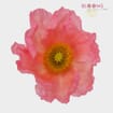 Assorted Hybrid Poppy (12 Bunches) - Wholesale - Blooms By The Box