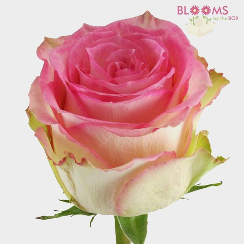 Rose Esperance 60 Cm - Wholesale - Blooms By The Box