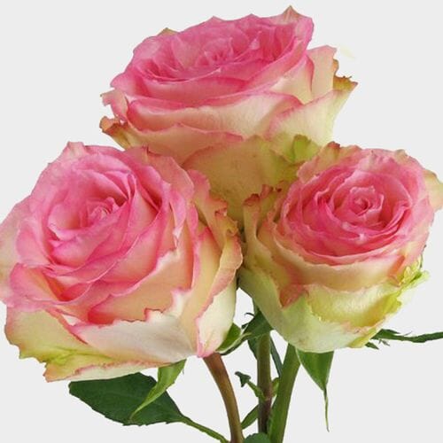 Rose Esperance 60 Cm - Wholesale - Blooms By The Box