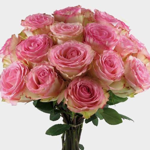 Rose Esperance 60 Cm - Wholesale - Blooms By The Box
