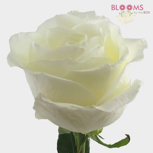 Rose Tibet White 40cm - Wholesale - Blooms By The Box