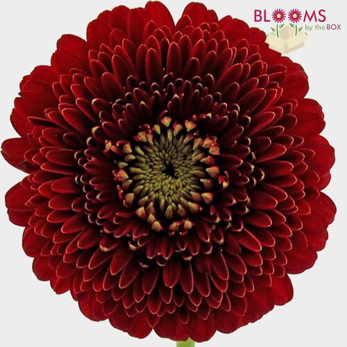 Anemone Burgundy (50 Stems) - Wholesale - Blooms By The Box