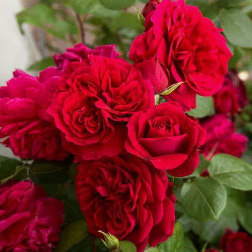 Garden Rose Piano Red - Wholesale - Blooms By The Box