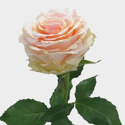 Rose Ghobi Peach 50cm - Wholesale - Blooms By The Box