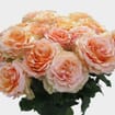Rose Ghobi Peach 50cm - Wholesale - Blooms By The Box