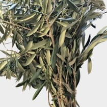 Olive Branch Greenery - Wholesale - Blooms By The Box