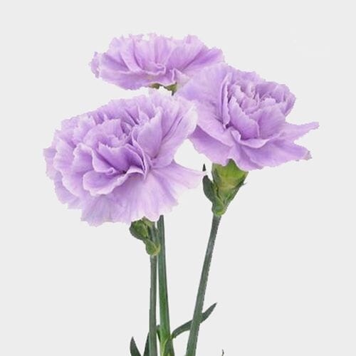 Moonaqua Fancy Light Purple Carnation Flower - Wholesale - Blooms By ...