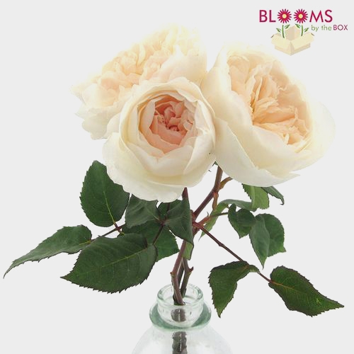 Garden Rose Purity - Wholesale - Blooms By The Box
