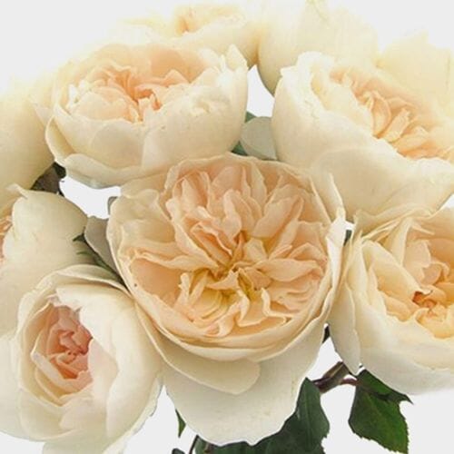 Garden Rose Purity - Wholesale - Blooms By The Box