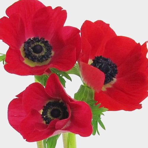 Anemone Red (50 Stems) - Wholesale - Blooms By The Box