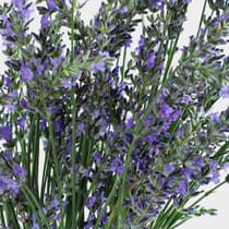 English Lavender (10 Bunches) - Wholesale - Blooms By The Box