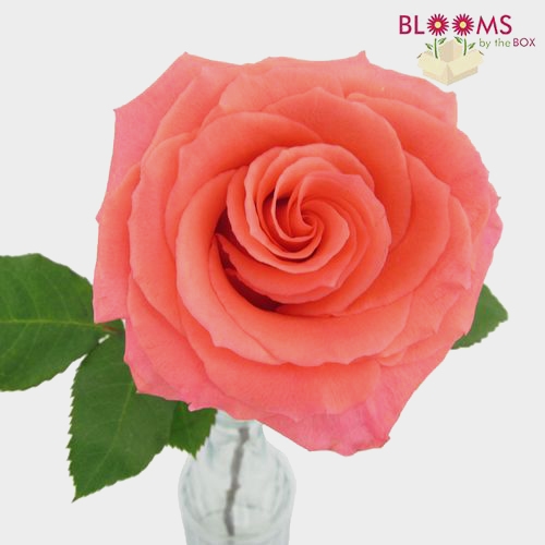 Rose Amsterdam Coral 40 Cm - Wholesale - Blooms By The Box
