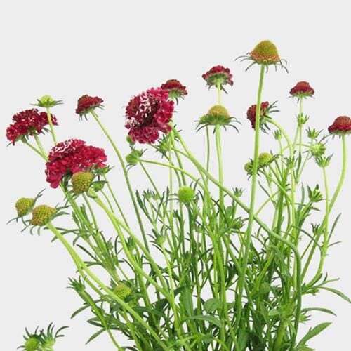 Red Scabiosa Flowers (10 Bunches) - Wholesale - Blooms By The Box