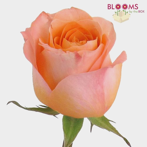 Rose Coral Reef 40cm - Wholesale - Blooms By The Box