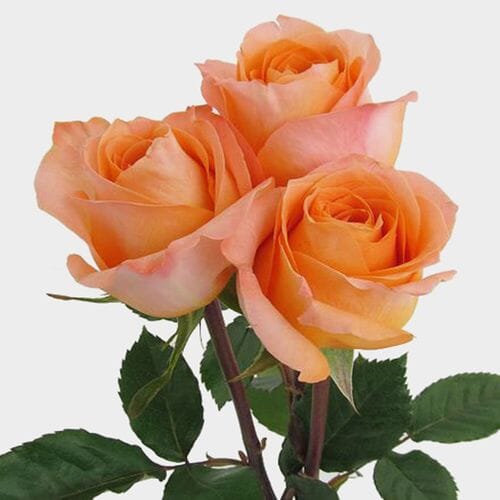Rose Coral Reef 50cm - Wholesale - Blooms By The Box