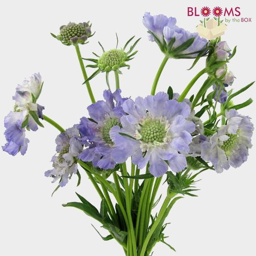 Blue Scabiosa Flowers (10 Bunches) - Wholesale - Blooms By The Box