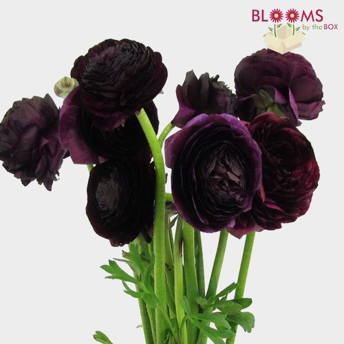 Purple Ranunculus Flower - Wholesale - Blooms By The Box