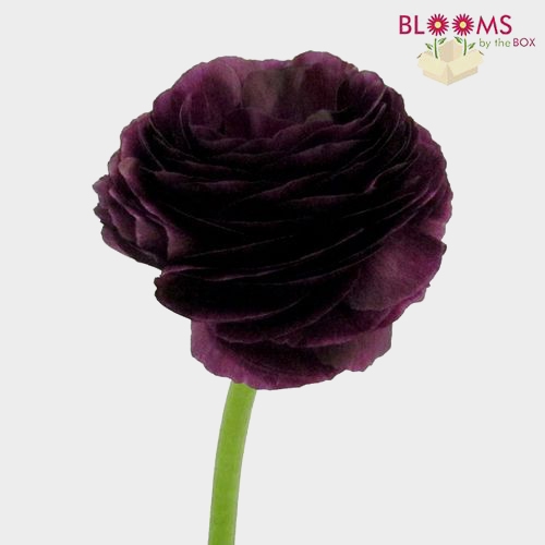 Purple Ranunculus Flower - Wholesale - Blooms By The Box