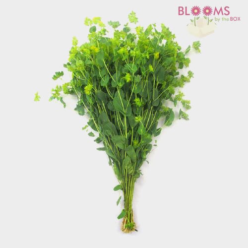 Green Filler Flowers Bulk Pack - Wholesale - Blooms By The Box