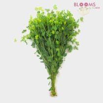 Green Filler Flowers Bulk Pack - Wholesale - Blooms By The Box