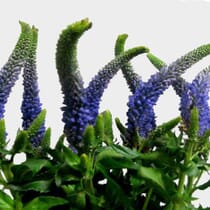 Blue Filler Flowers Bulk Pack - Wholesale - Blooms By The Box