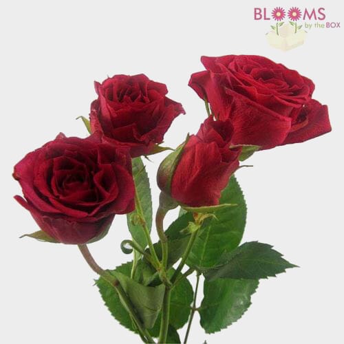 Red Filler Flowers Bulk Pack - Wholesale - Blooms By The Box