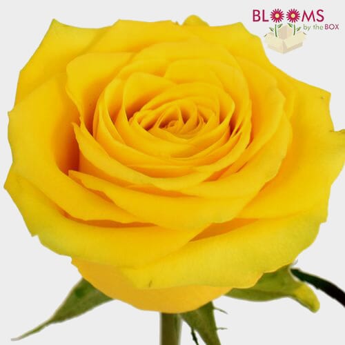 Protea Pincushion Yellow - Wholesale - Blooms By The Box