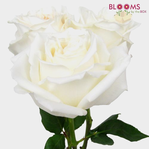 Rose Playa Blanca White 60 Cm - Wholesale - Blooms By The Box