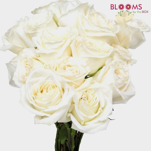 Rose Playa Blanca White 60 Cm - Wholesale - Blooms By The Box
