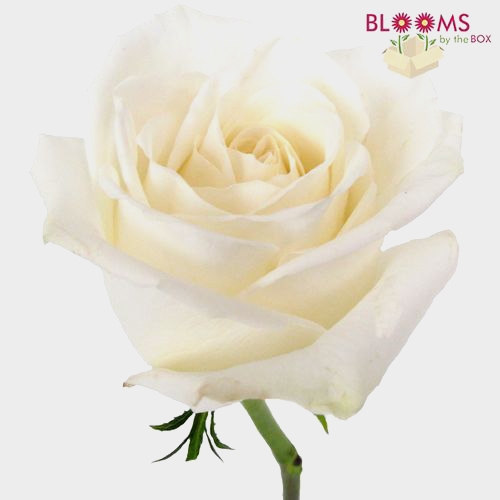 Rose Playa Blanca White 60 Cm - Wholesale - Blooms By The Box