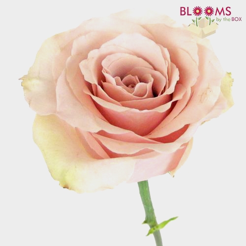 Rose Quicksand 50 Cm. - Wholesale - Blooms By The Box